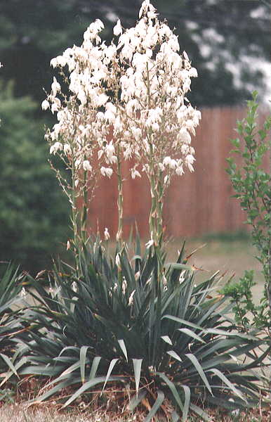 yucca